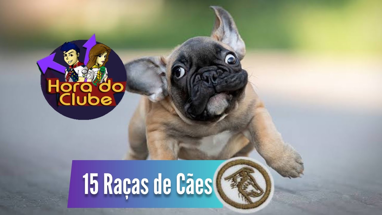 15 Raças de Cães - Especialidade de Cães - YouTube