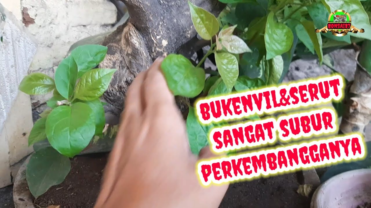 bogenvil masa karangtina naun sudah sangat subur - YouTube