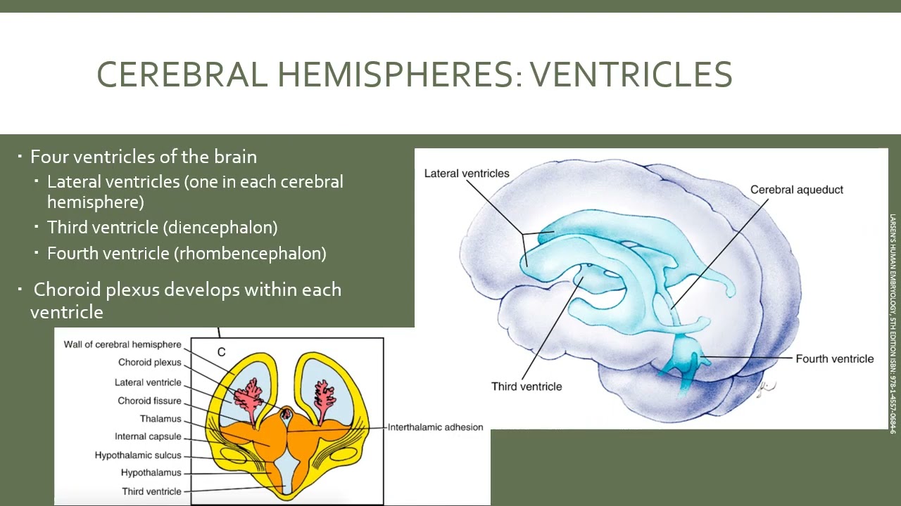 Week 4 - 4 CNS development part 2 - YouTube