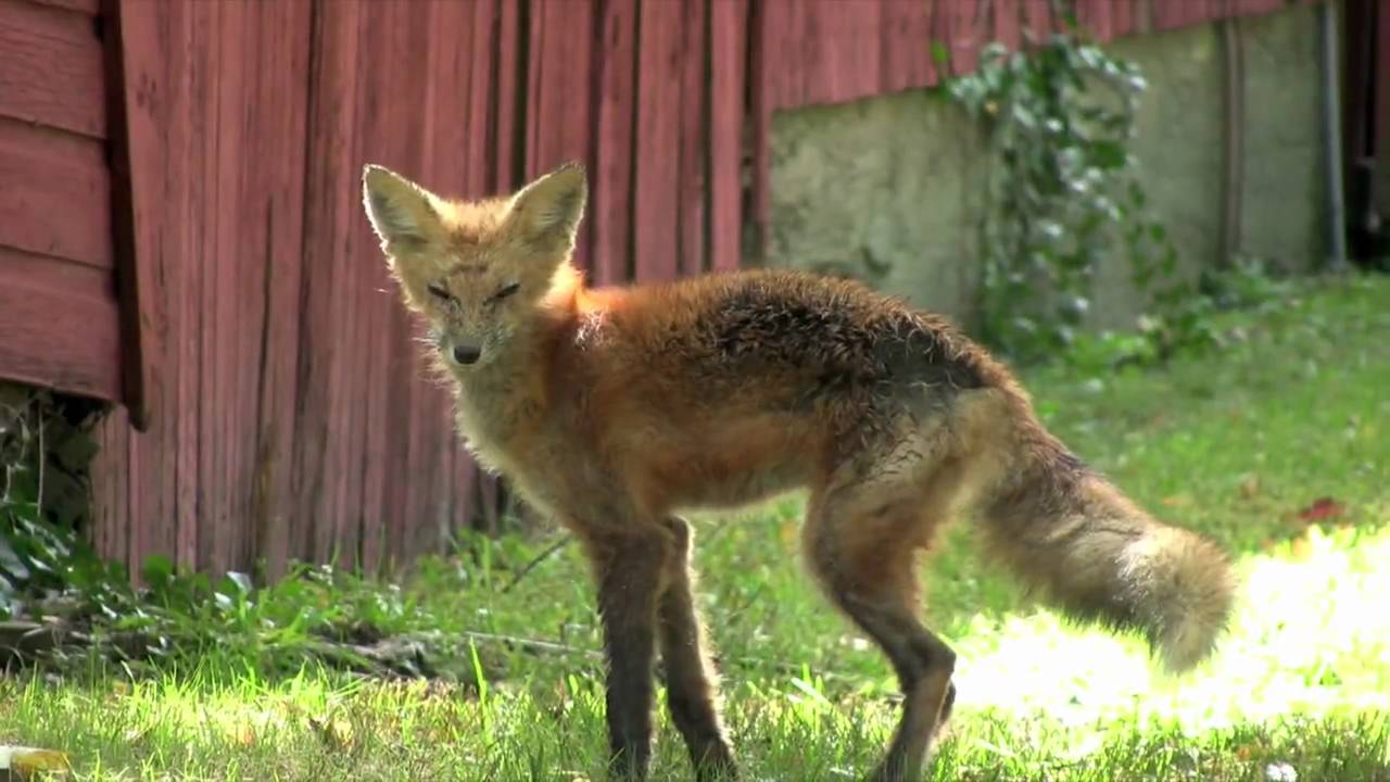 sick fox - YouTube