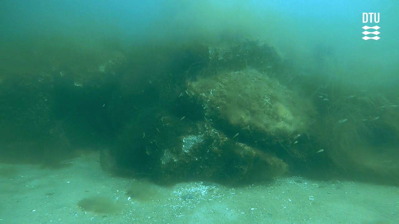 Cod circles round artificial reef - YouTube