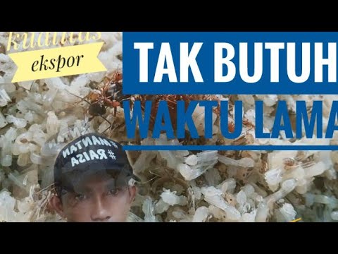 Cara membersihkan kroto telur semut rangrang - YouTube