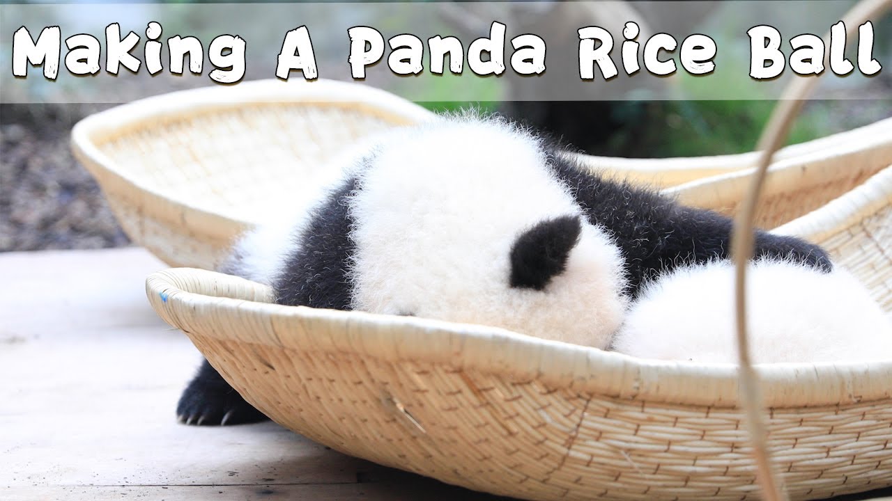 Po’s Baby Making A Panda Rice Ball | iPanda - YouTube