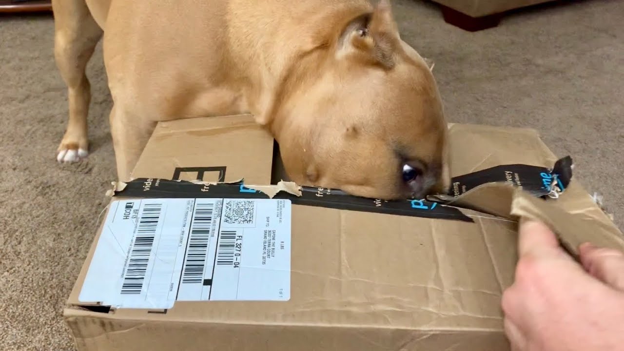 Pitbull Opens Package - YouTube
