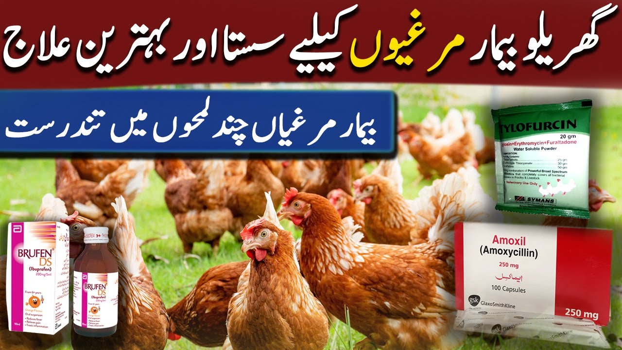 EXTREME Hens Recovery Methods You Need to Know || Use of Brufen ...