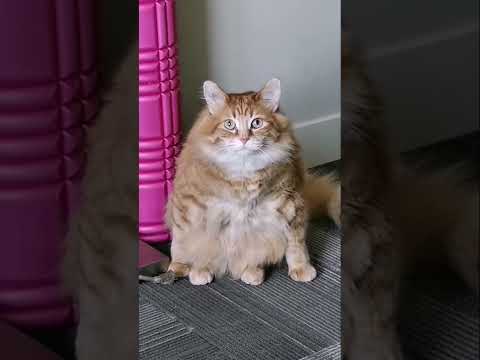 That's his power stance 😅 #cat #animals #cuteanimals #cutecat #pets ...