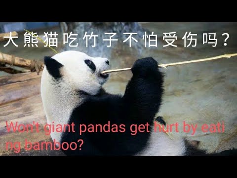 Aren't giant pandas afraid of getting hurt when eating bamboo?大熊猫吃竹子不怕 ...