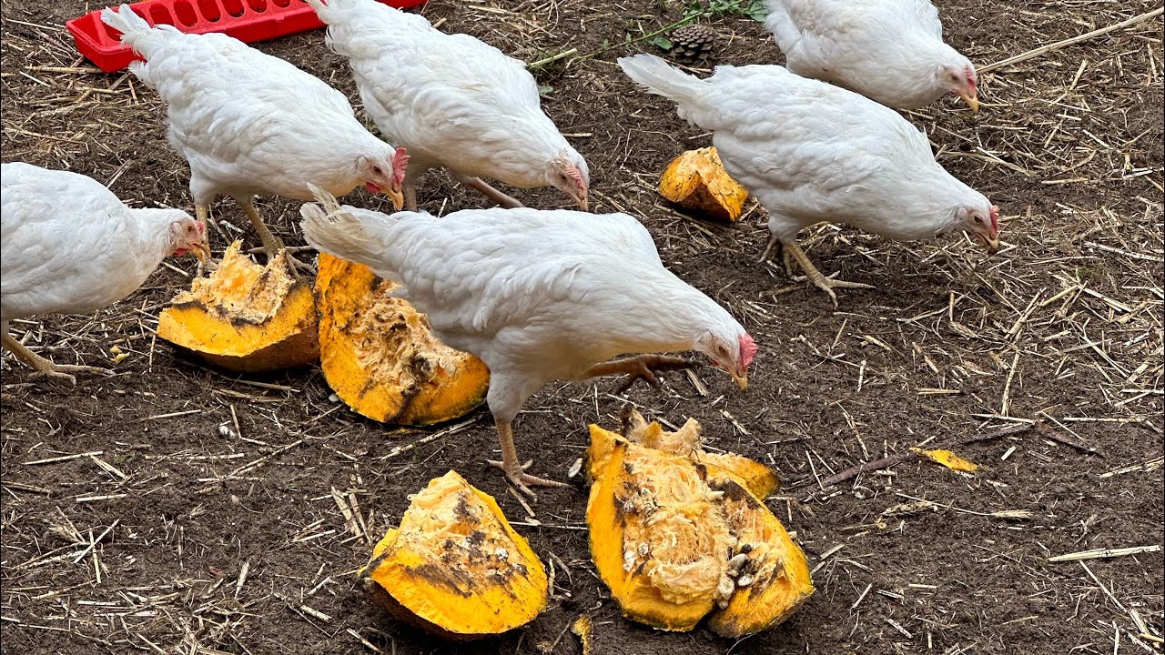 Karmienie kur Dynią 🎃 pierwsze jajka i pierwsze sprzątanie 🥚🐓 - YouTube