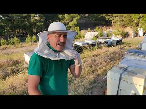 Zayıf Arıyı Güçlendirme, Bir çıta arıyı harekete geçirmek, Zayıf arıya güçlü arıdan arı silkeleme.