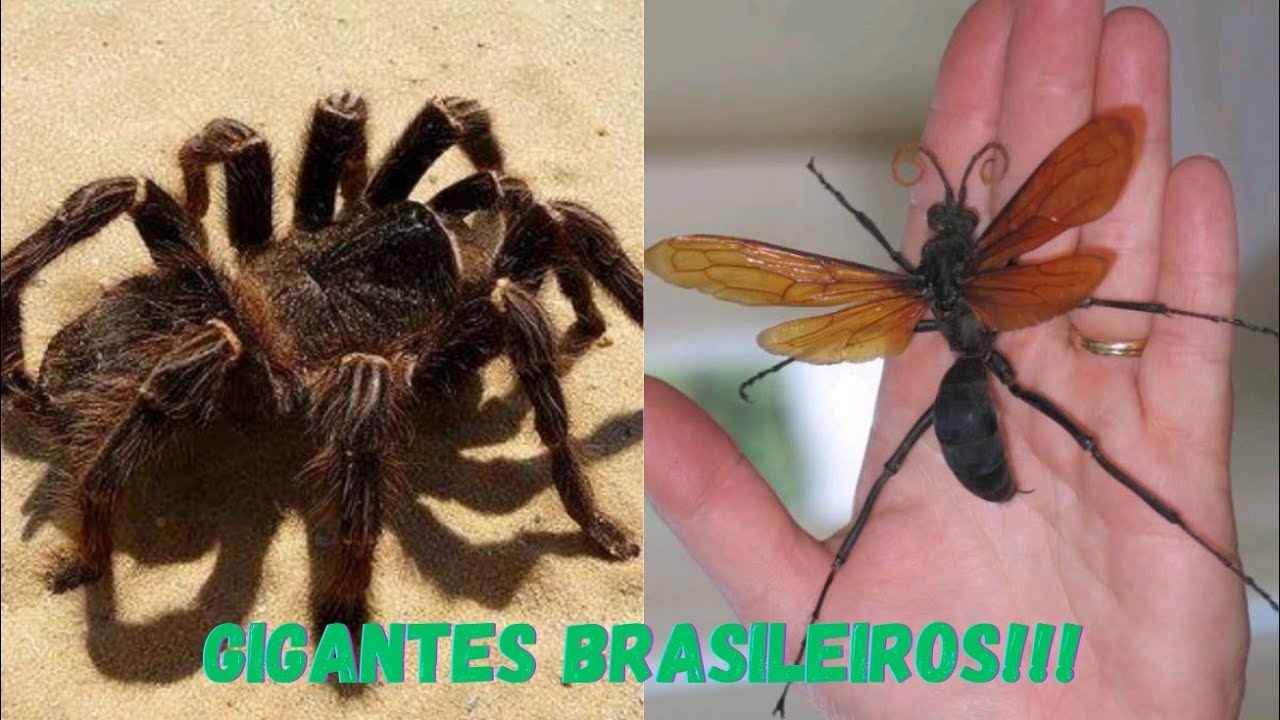 Os 7 Insetos Gigantes Mais Impressionantes Já Encontrados no Brasil ...