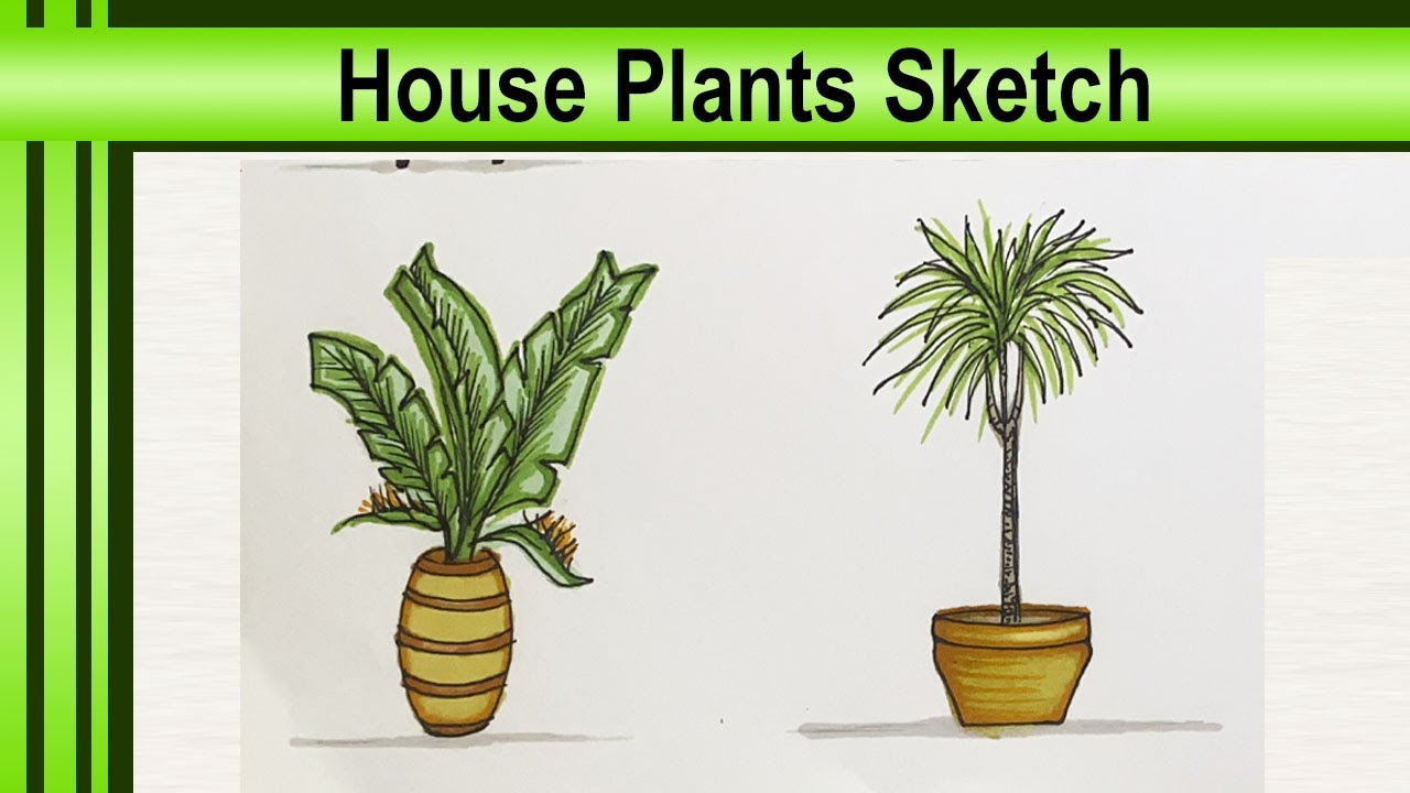 How to draw indoor plants sketch| rendering with marker| houseplants ...