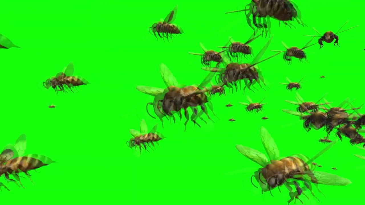 Green Screen Clips Fantastic Bee Swarm Animation 3D Royalty Free - YouTube