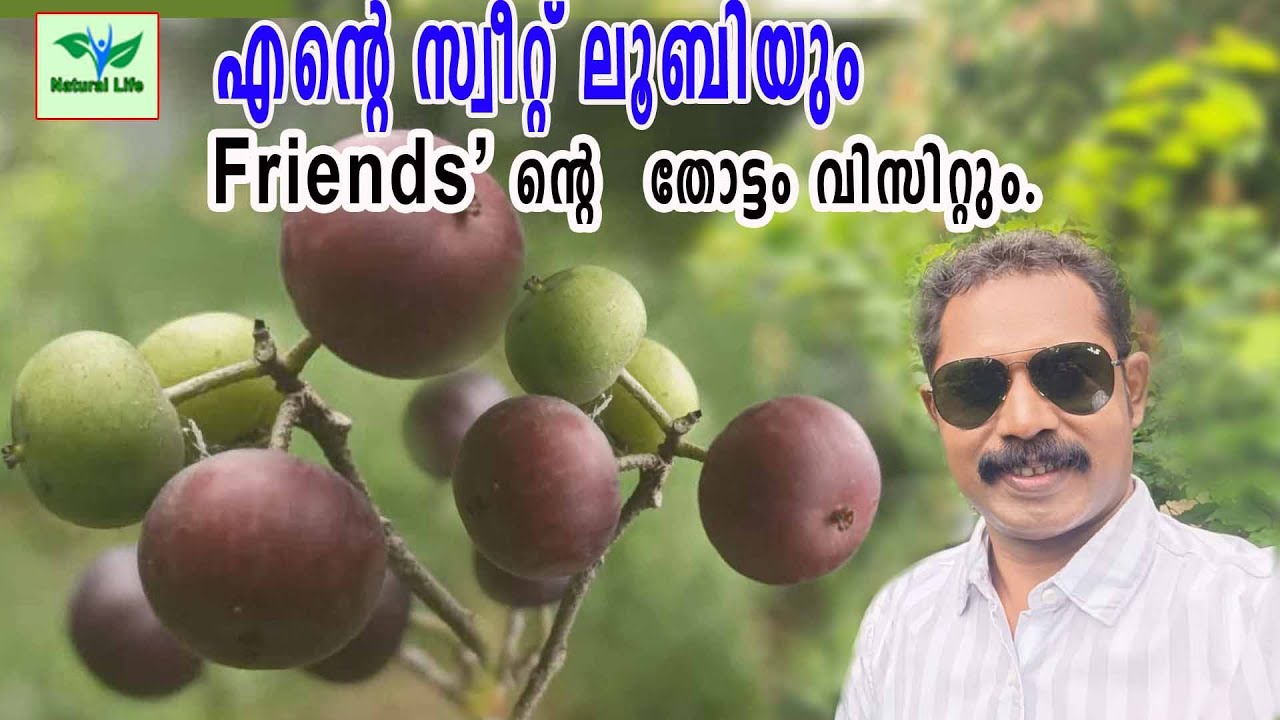 SWEET LUBI | സ്വീറ്റ് ലൂബി | സ്വീറ്റ് ലൂബിയും ...