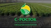 Морковь Белградо F1. Характеристики гибрида - YouTube