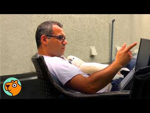 Abandoned Cockatoo Was So Lonely, Until Man Saved Her | Cuddle Buddies