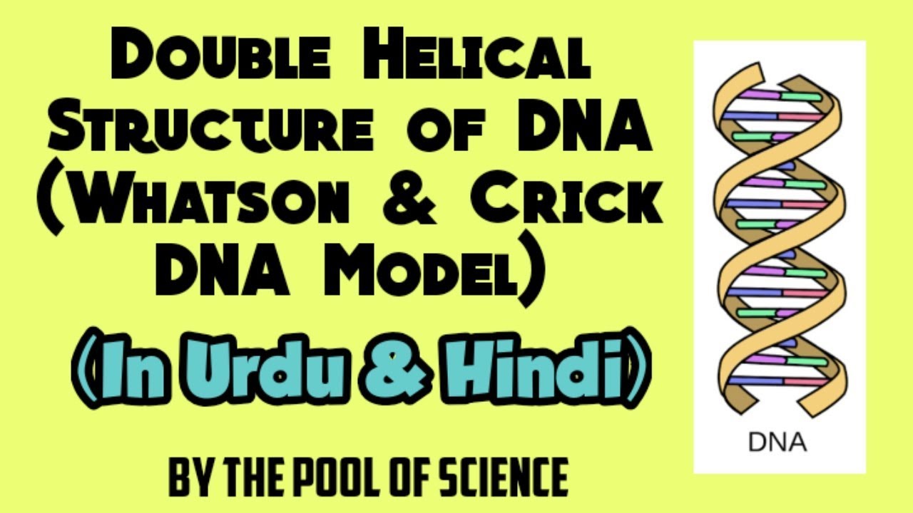 F.Sc part 2: Biology-Chapter 20: Double Helical Structure of DNA by The ...
