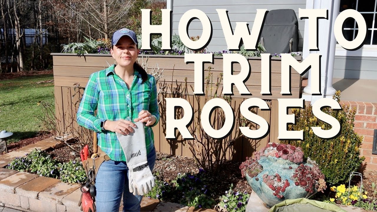 Get Big Beautiful Flowers: How to Trim Established Roses - YouTube
