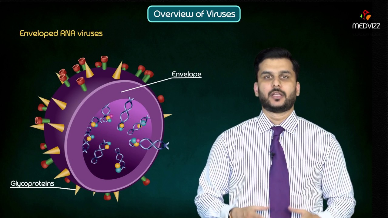 Overview of Virises : Enveloped vs. Nonenveloped DNA & RNA Viruses ...