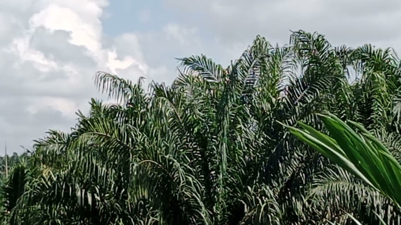 @Majid Channel disana gunung disini gunung dimana"gunung, yaitu gunung ...