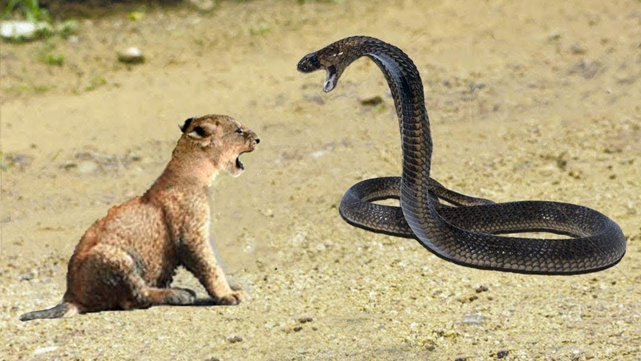 Lion Cubs faced with poisonous King Cobra, Can Lion Cubs escape to ...