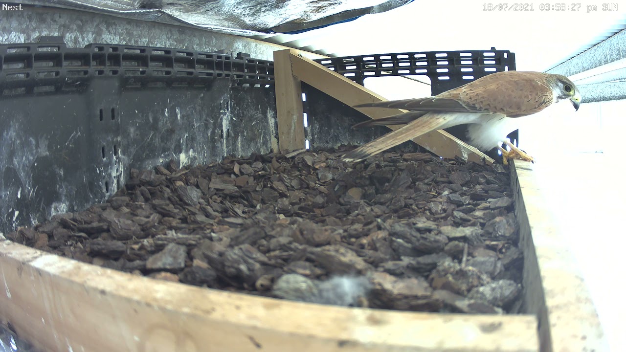 18 July 2021 Early Nesting Behaviour - YouTube