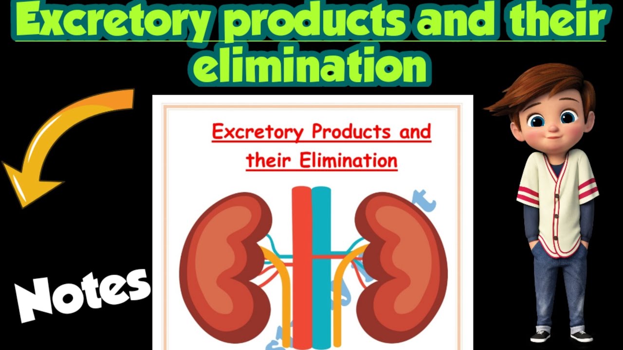 | Excretory products and their elimination |Best notes |Class 11 ...