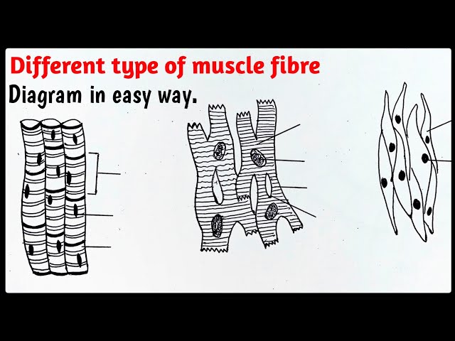 Muscle Types Diagram Human Muscle System | Functions, Diagram, & Facts