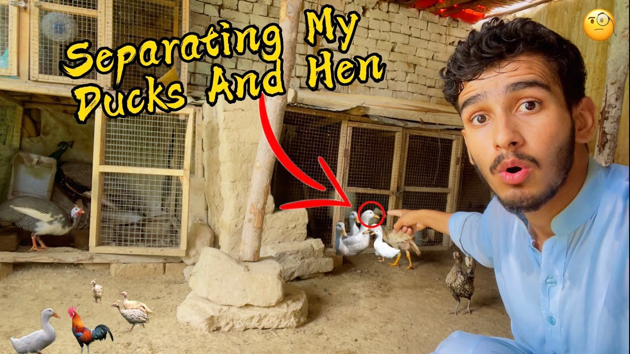 Separating My DUCKS and HEN | Pak Birds - YouTube