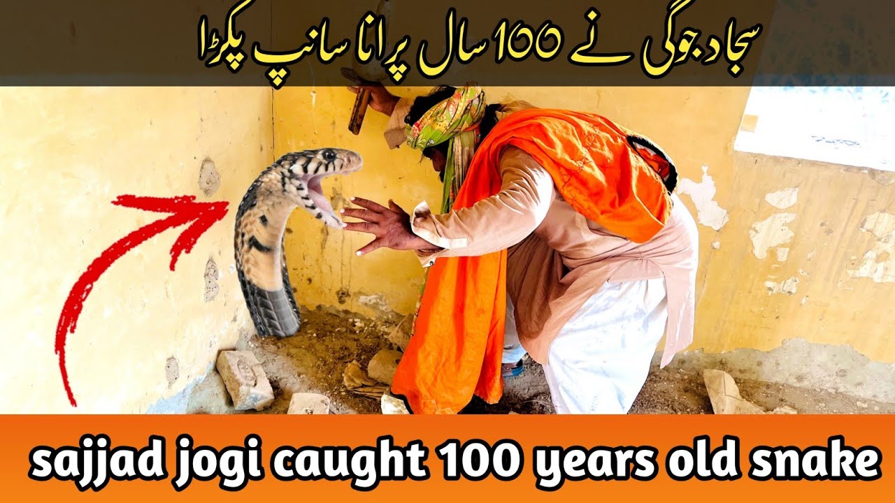 SAJJAD JOGI CAUGHT 100 YEARS OLD SNAKE #kingcobra #naagjogi # ...