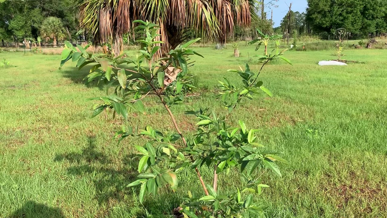 Guava Ruby Supreme with New Growth and Fruit Buds - YouTube