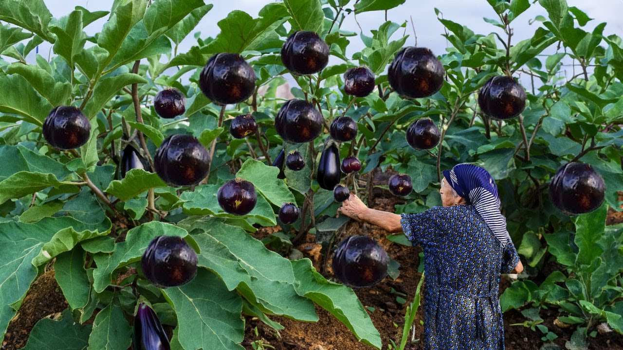 LARGE WINTER EGGPLANT RECIPE | DELICIOUS VILLAGE RECIPES - YouTube