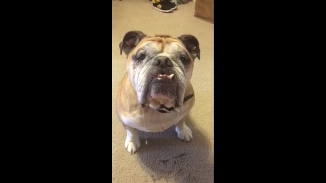 Bulldog Drooling - YouTube
