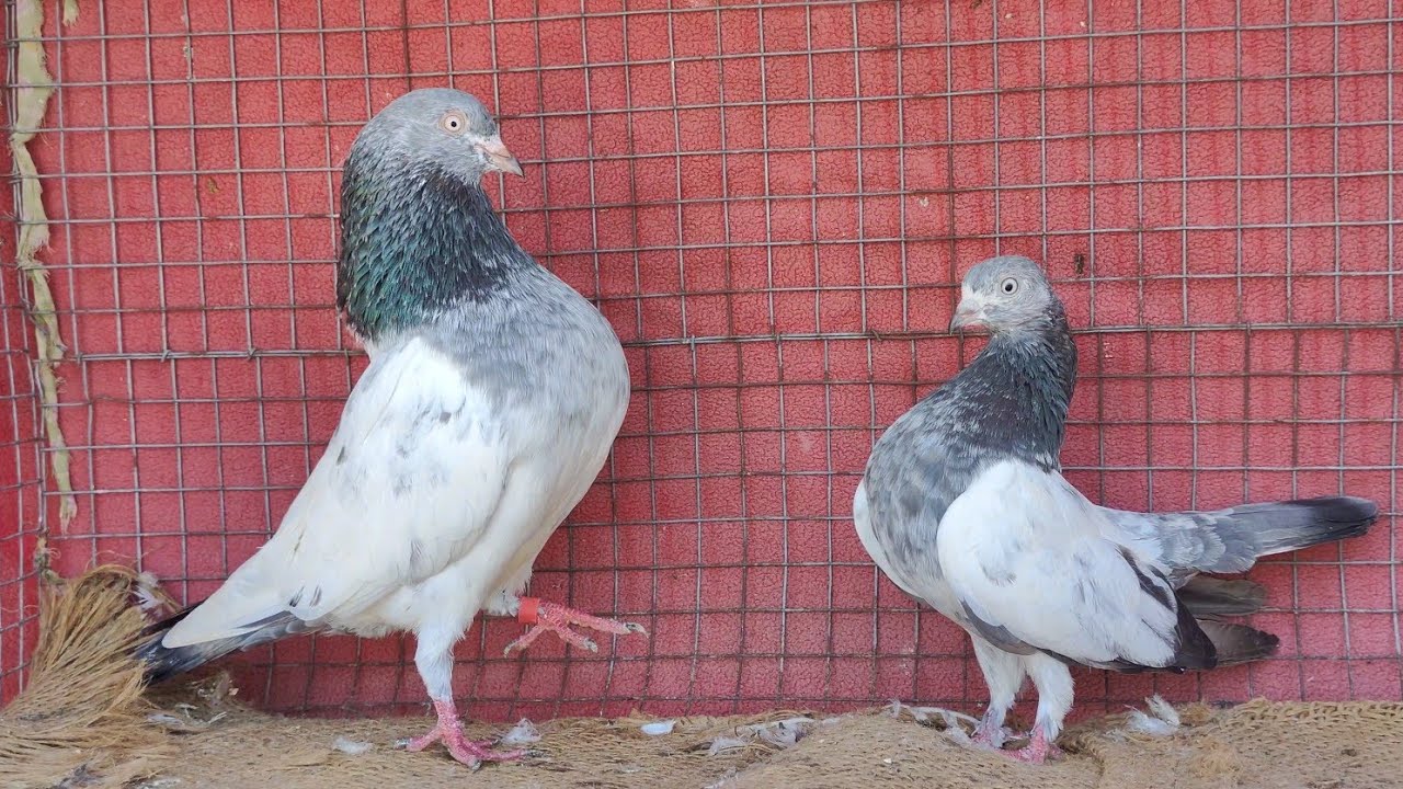 Top Quality Imported Bangladeshi,Sarangpuri aur Shahjanpuri Pairs ...