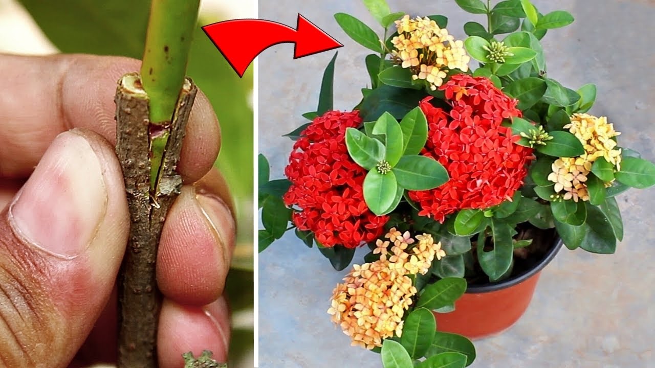 MULTI-COLOR Ixora Plant The Most EASIEST Way! - YouTube