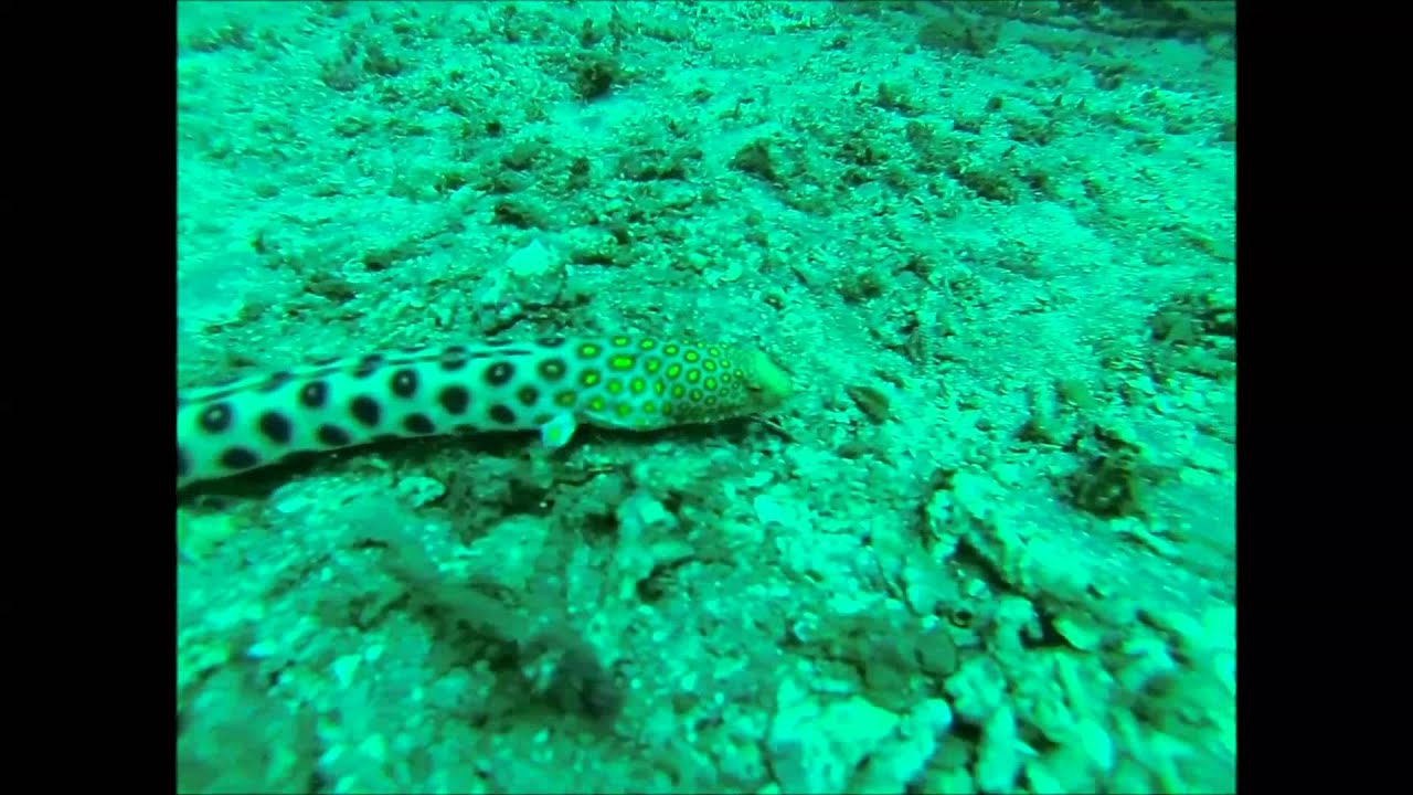 Bali - Sea snake - YouTube