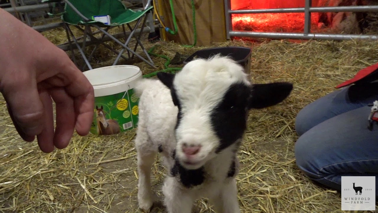 Dealing with a Constipated Lamb - Enema with warm soapy water ...