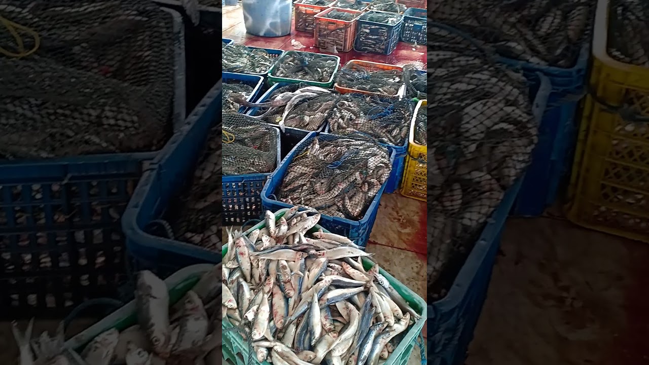 TEMPAT PELELANGAN IKAN (TPI) DESA BANYUSANGKAH BANGKALAN - YouTube