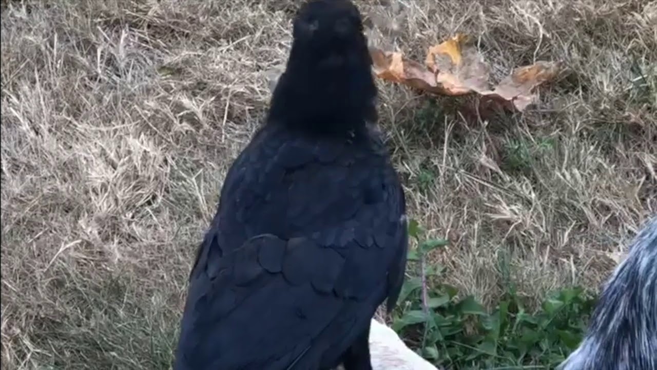 Dog and Crow are Best Friends - YouTube