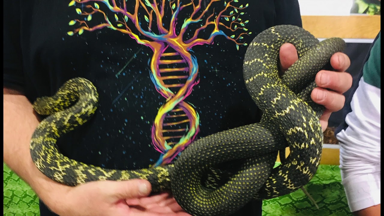 REPTILE SHOW !!!!! CRAZY REPTILES !!! - YouTube