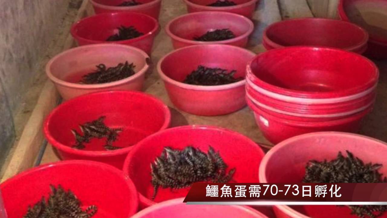 Crocodile life cycle - YouTube