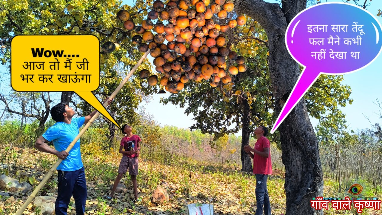 गाँव वाले केन्दू कैसे खाते हैं जानिए ||केंदू फल के फायदे||Kendu phal ...