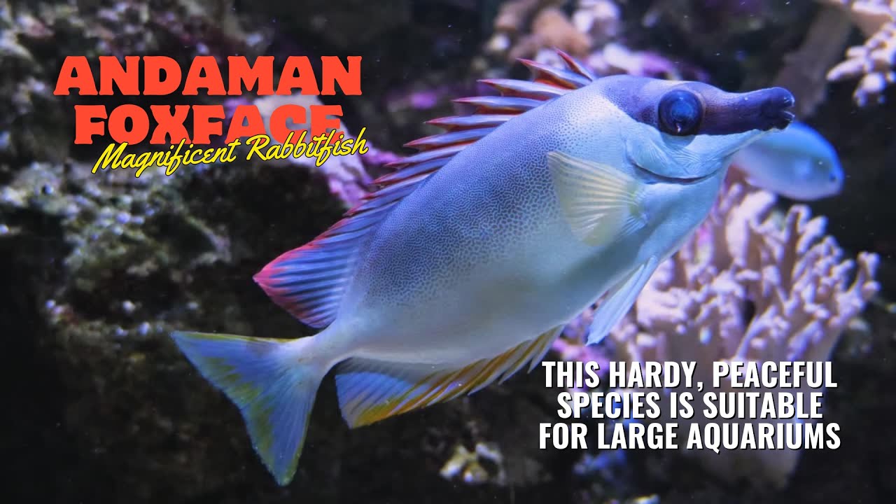 Magnificent Rabbitfish: Colorful Andaman Foxface - YouTube