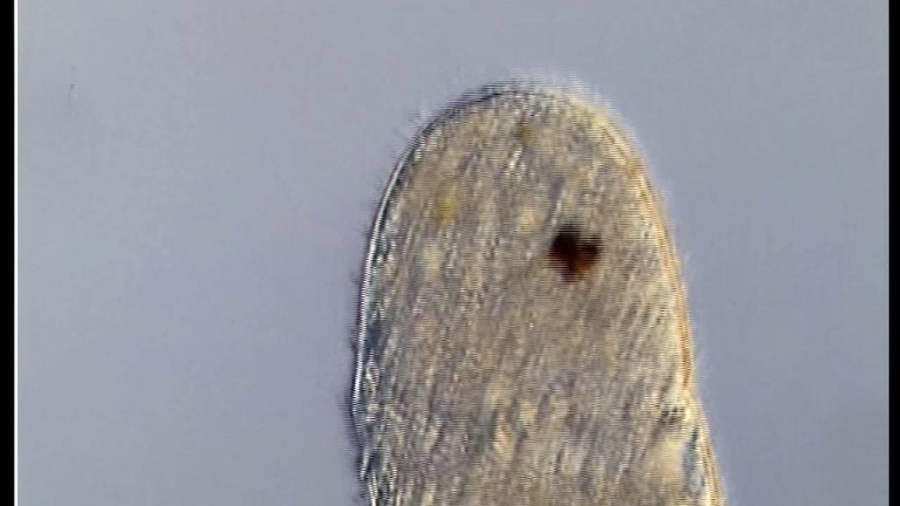 PRORODON CILIADO - YouTube