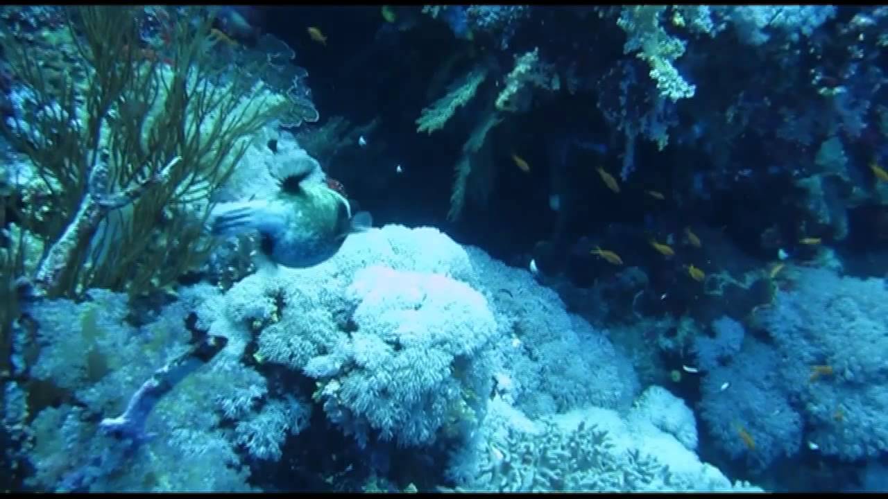 Croisière plongée mer rouge - Egypte - YouTube