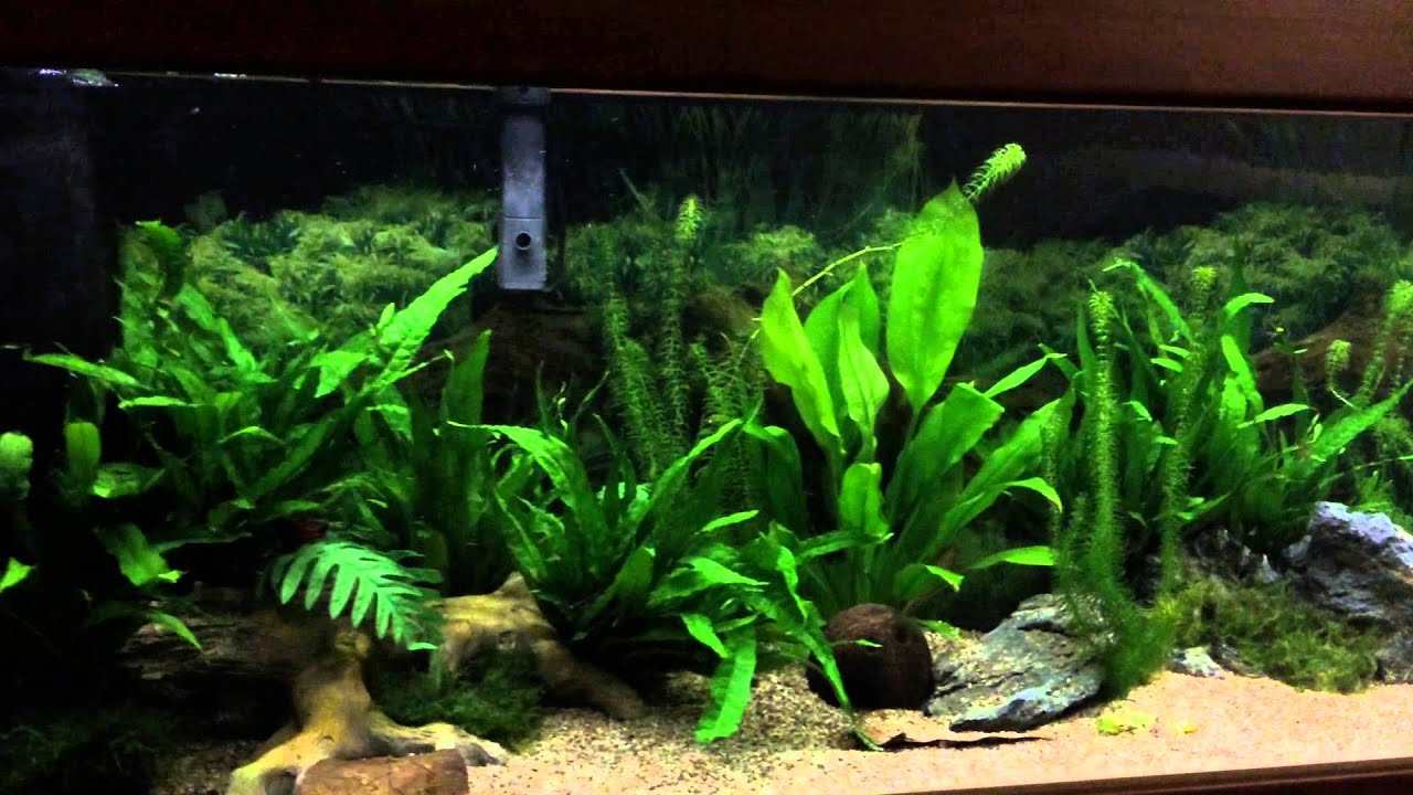 3 Meter Aquarium - YouTube