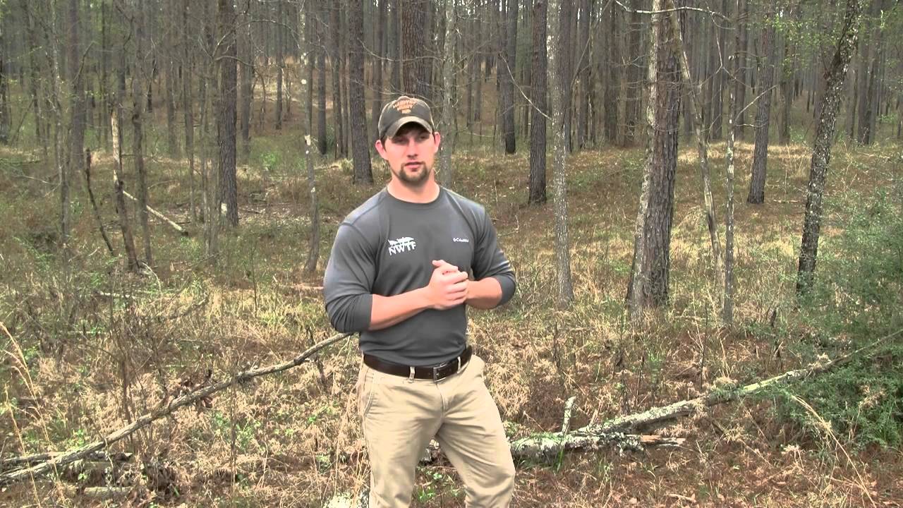 Enhanced Wildlife Habitat Brings Big $$$ To Landowners - YouTube