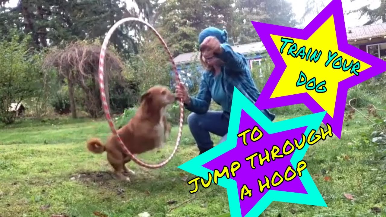 How to teach your dog to jump through a hoop - YouTube