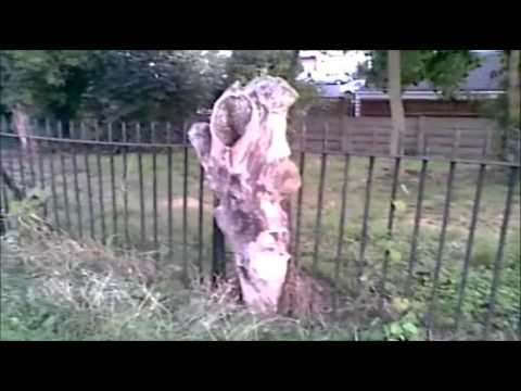 Natural Tree Sculpture shaped into the image of An Old Man Peeing - YouTube