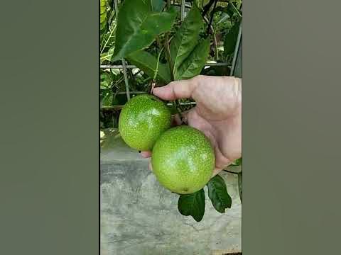 PANEN BUAH MARKISA - YouTube