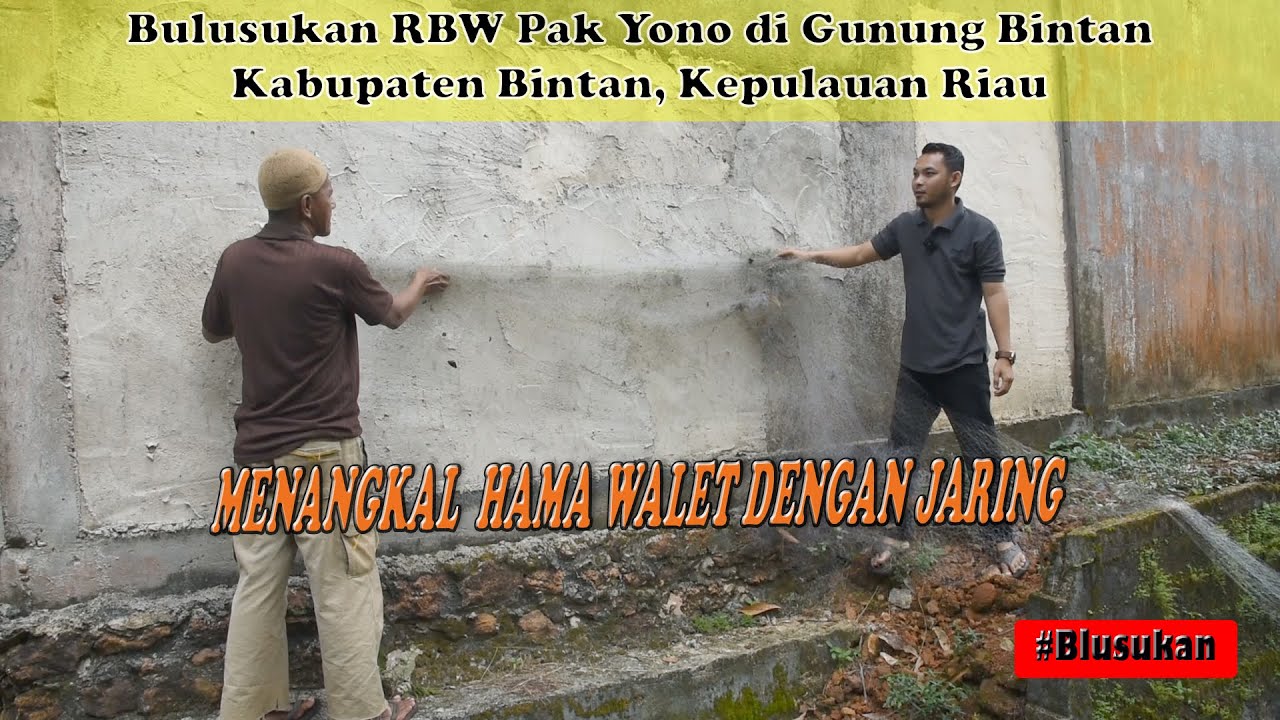 BLUSUKAN Trik Khusus Penangkal Hama di Gedung Walet Menggukan Jaring ...